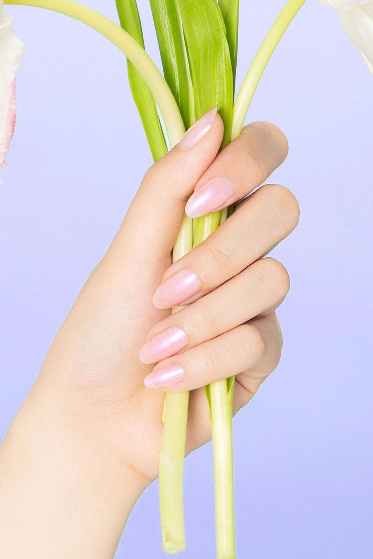 Ghost Rose – Cirque Colors